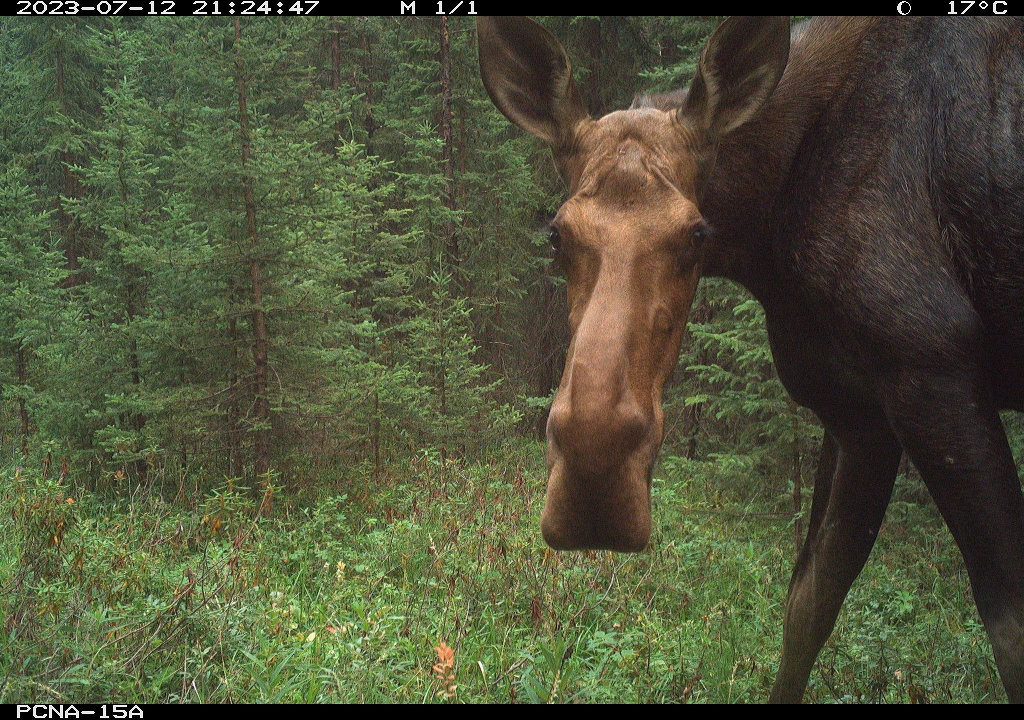 Too Tall - the North American Moose - Fiera Biological Consulting