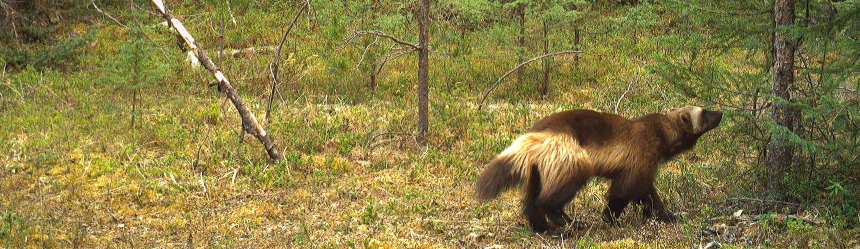 Wolverine Trapping Limit Lifted - Fiera Biological Consulting