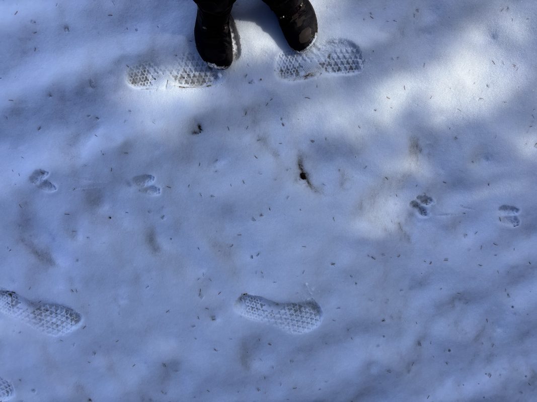 Weasel Locomotion - the long and the short of it. - Fiera Biological ...