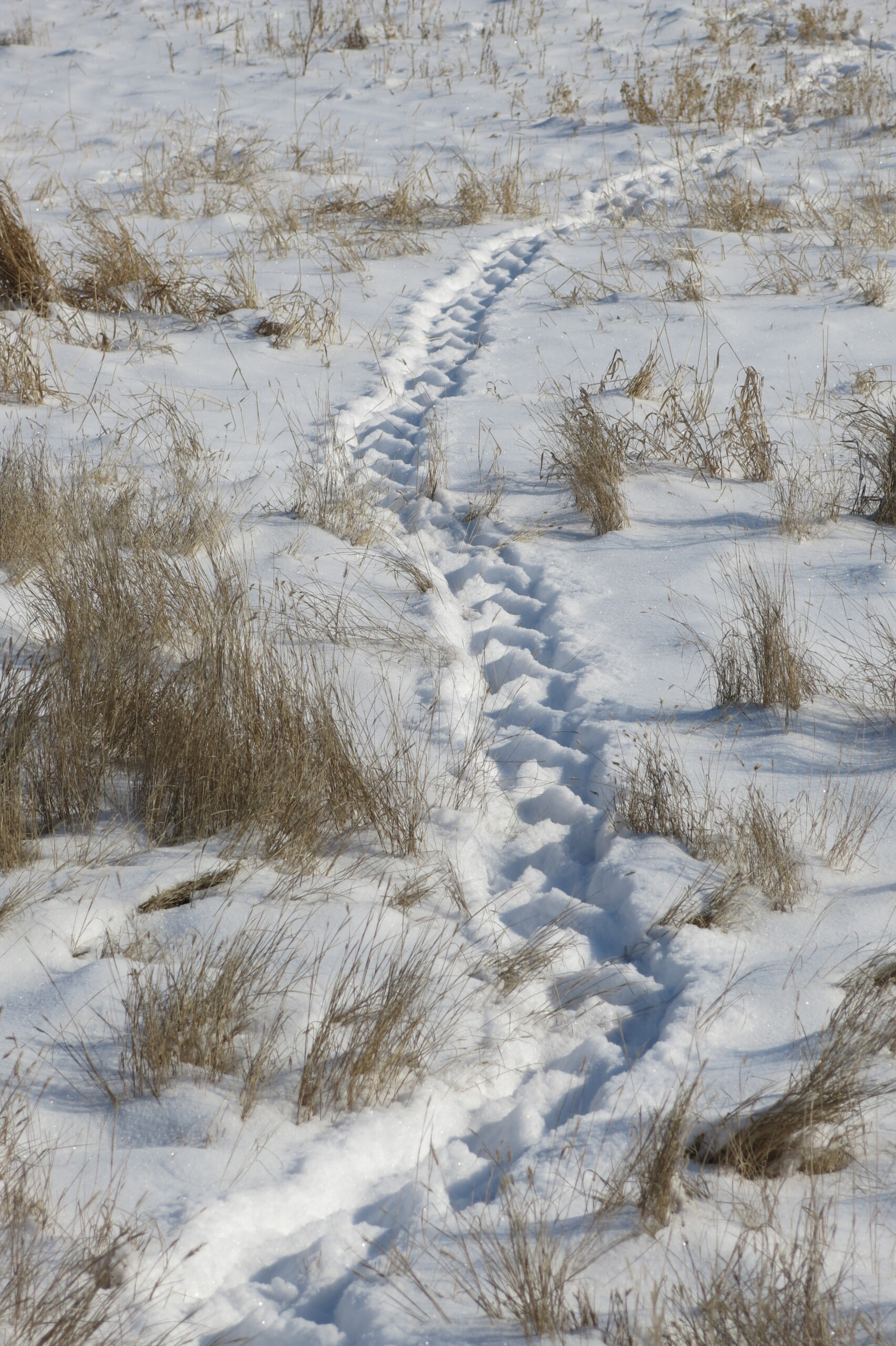 Wildlife Monitoring by Snow Tracking Survey - February 12 & 13, 2026 ...