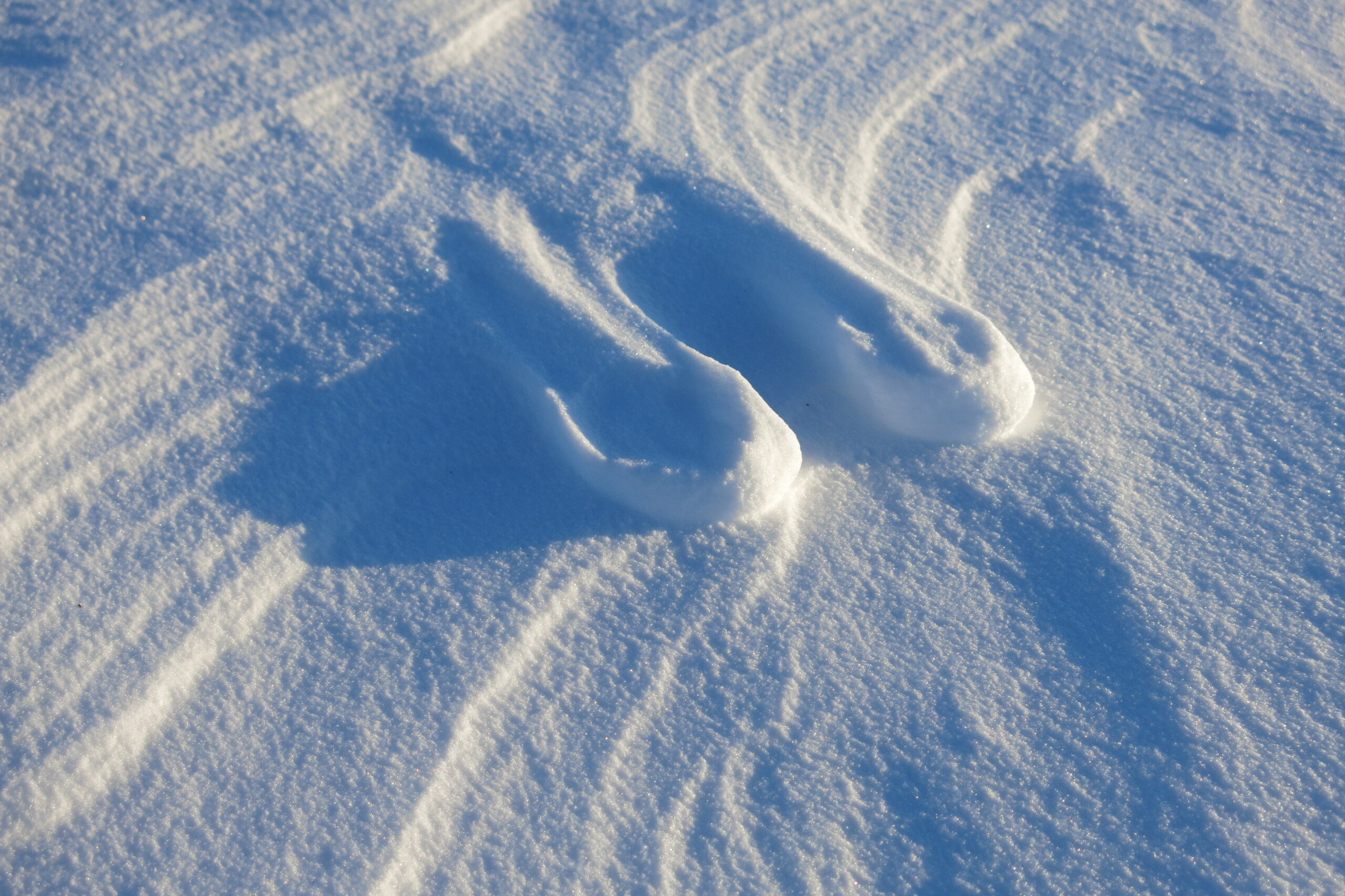 Wildlife Monitoring by Snow Tracking Survey - February 12 & 13, 2026 ...