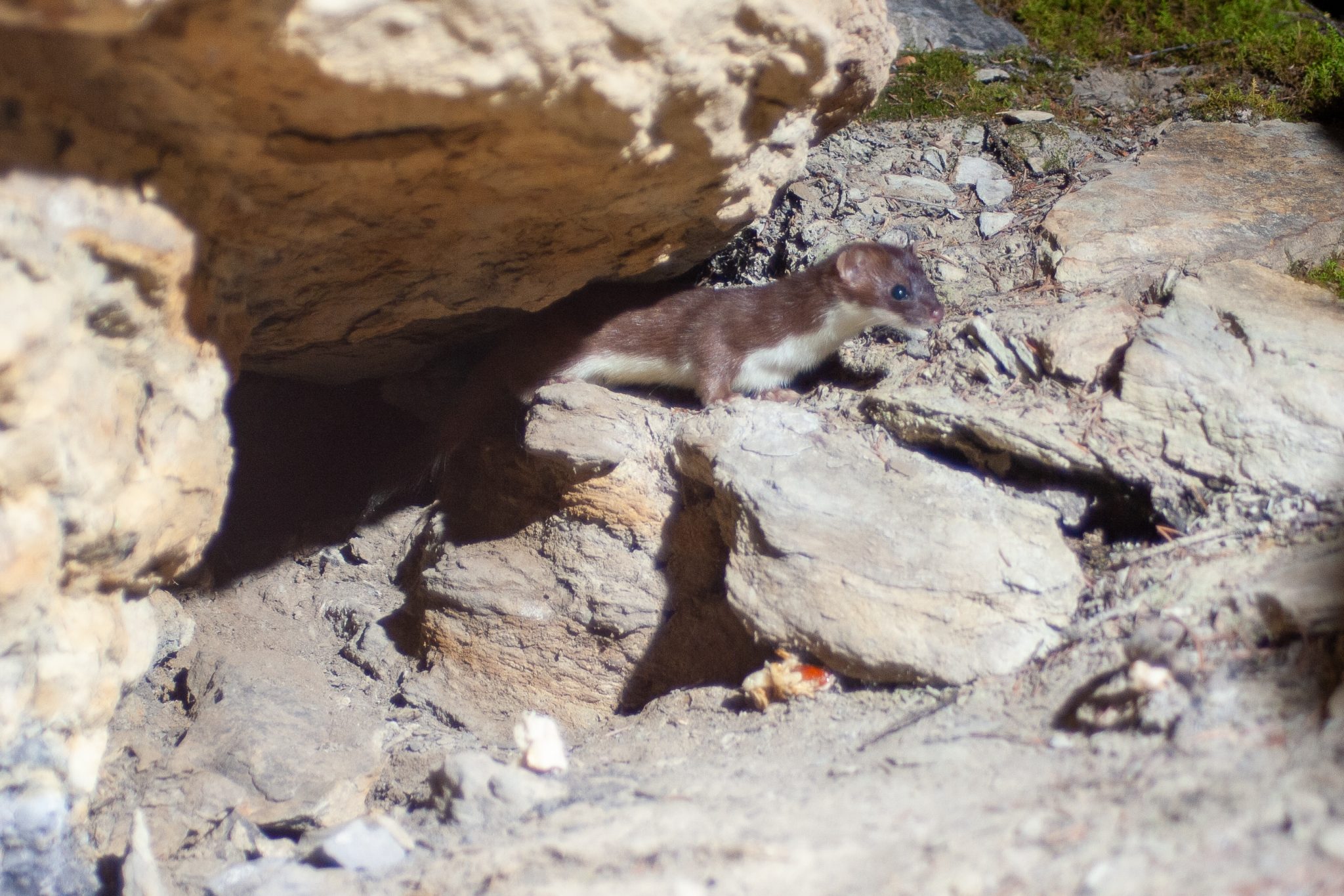 Weasel Locomotion - the long and the short of it. - Fiera Biological ...