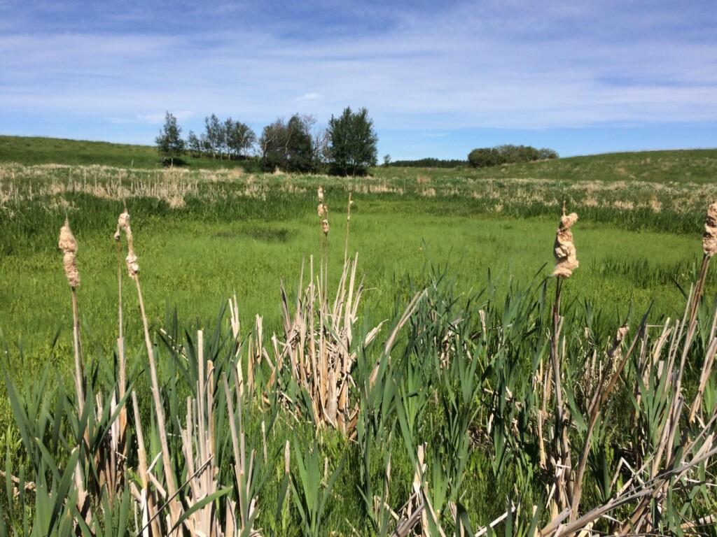 Know your Wetlands: Marshes - Fiera Biological Consulting Alberta wetlands