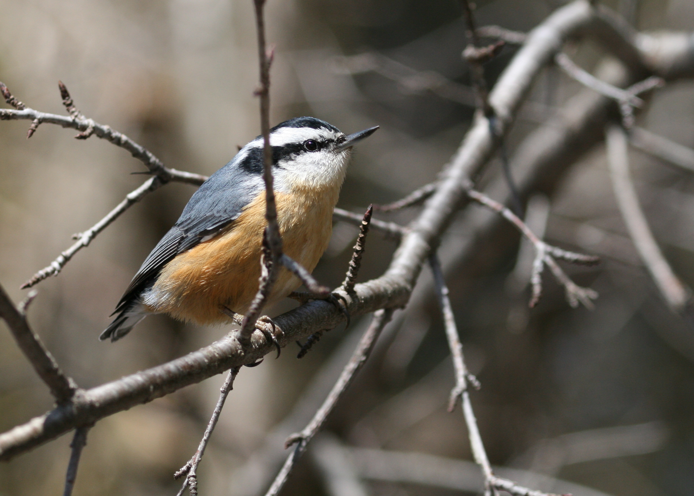 Development of a renewable energy bird mitigation framework - Fiera ...