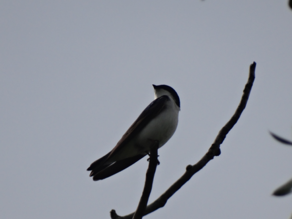 Point Count Surveys - birds, birds, birds. - Fiera Biological Consulting