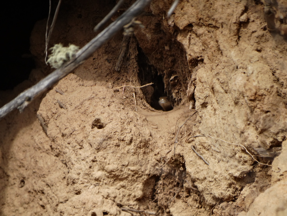 What the Heck is a Hibernaculum - Fiera Biological Consulting