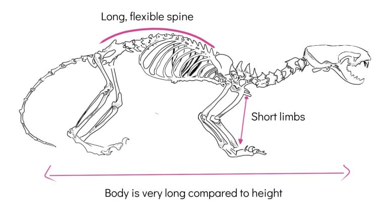 Weasel Locomotion - the long and the short of it. - Fiera Biological ...